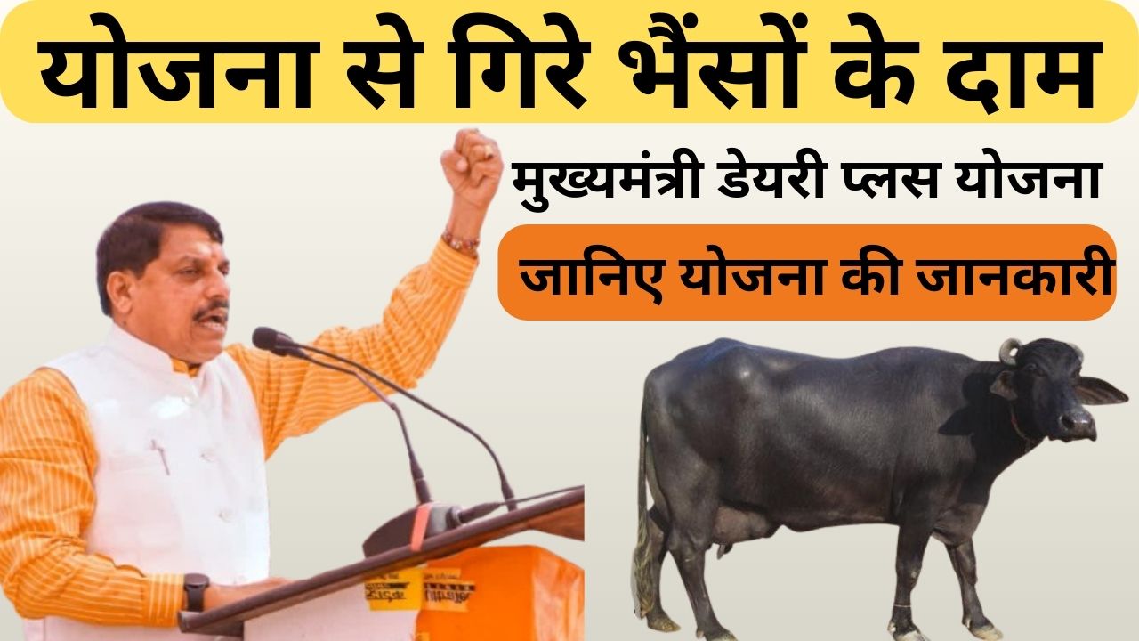 MP Dairy Plus Yojana: मुर्रा भैंसों के जरिए किसानों की आय में सुधार ...